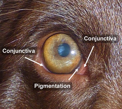 My pet injured its eye! - Greenside Animal Hospital - Greenside Animal ...