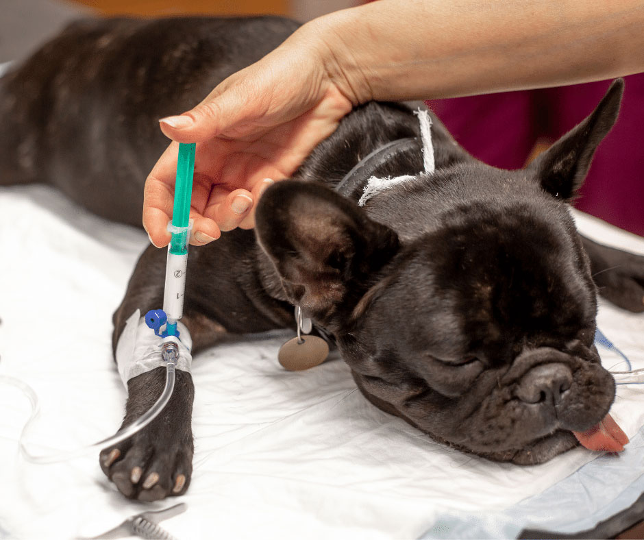 Sensitivity to anaesthesia - Greenside Animal Hospital - Greenside ...