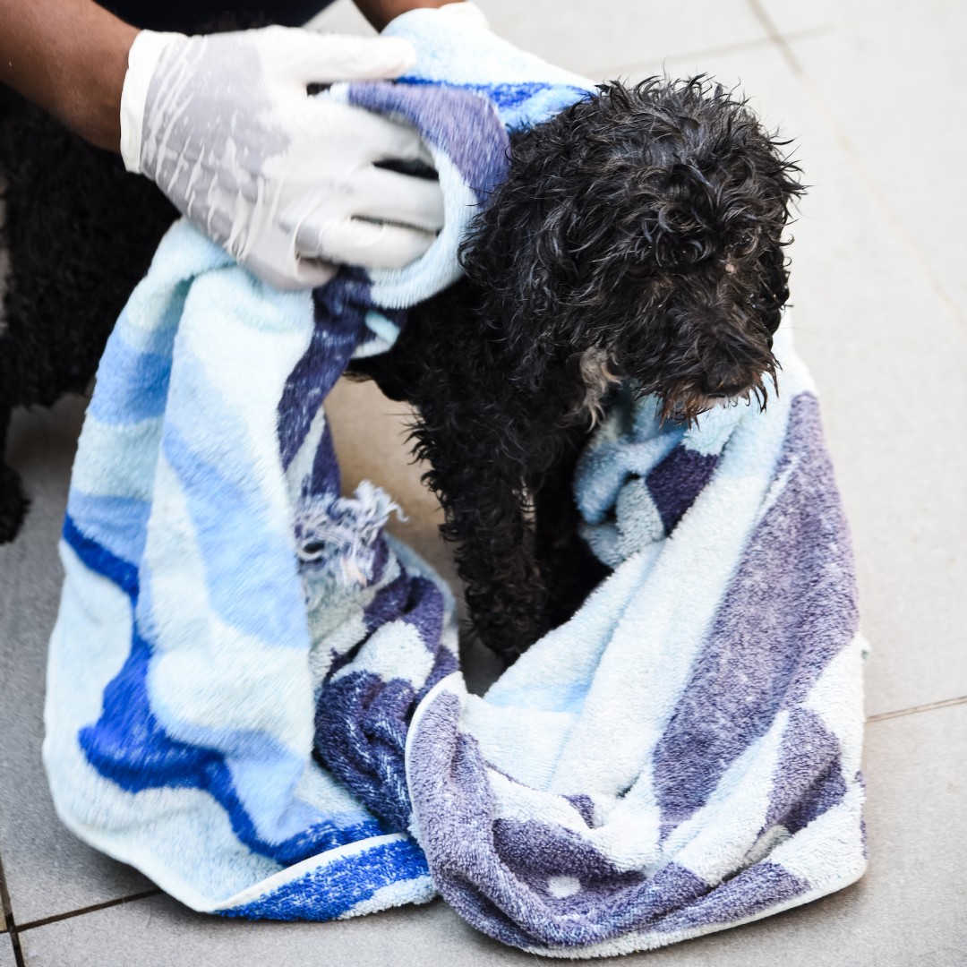 Grooming services – Greenside Animal Hospital
